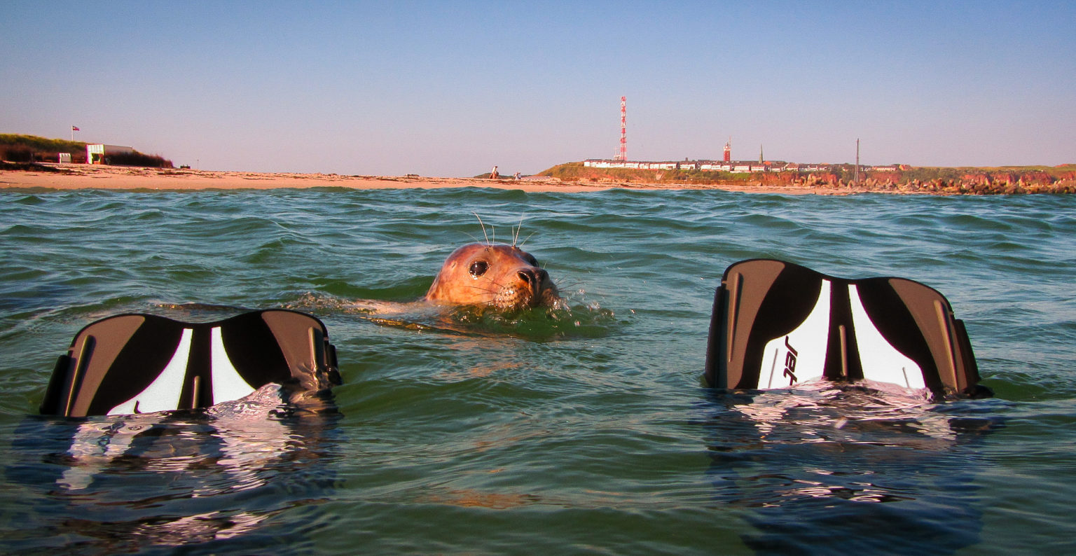 Grey seals on Heligoland - Germany's biggest predator - Wildlife Stories