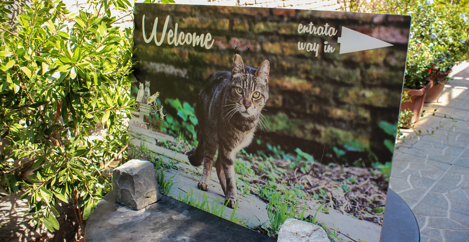 Cat Sanctuary in Rome - Animal Welfare - Wild Sweet Wild